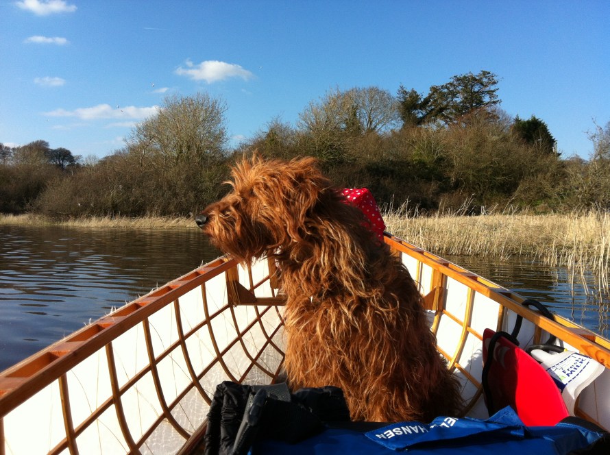Jasper the Salty dog. | Wooden boat builder, Boat for sale, power, sail ...